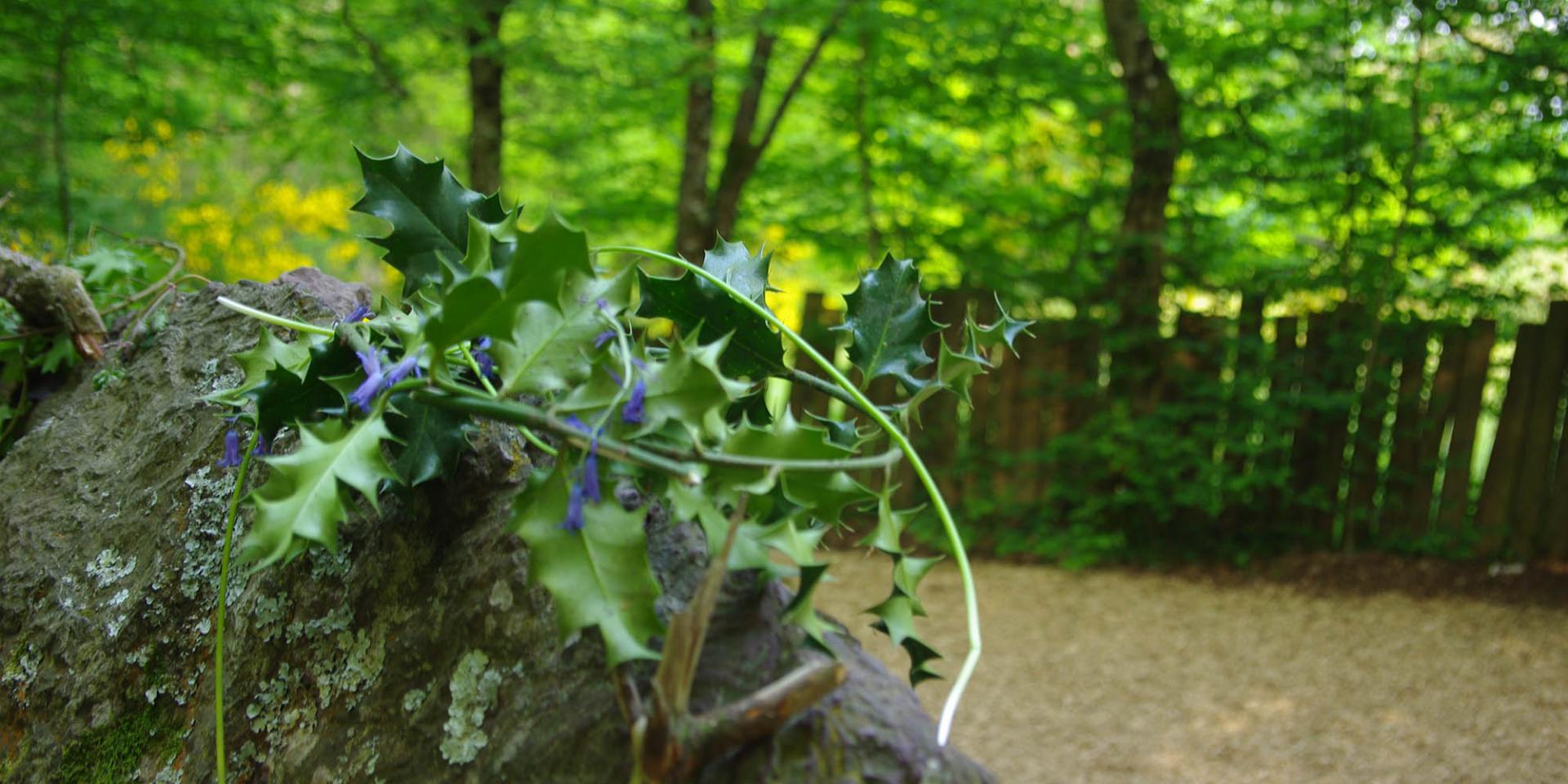 Merlin, der Zauberer – Artuslegende Brocéliande