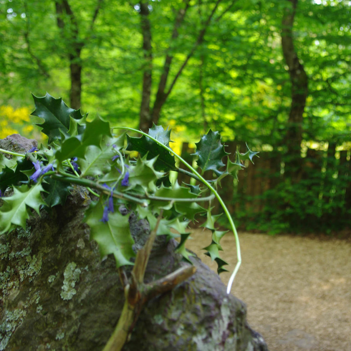 Merlin, der Zauberer – Artuslegende Brocéliande
