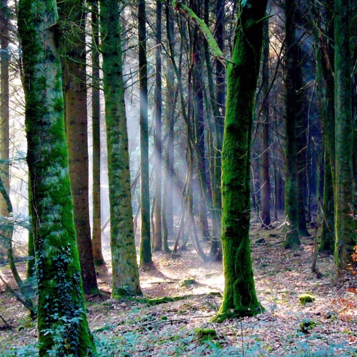 Forêt de Brocéliande – Wo befindet sich der Wald von Brocéliande in der ...