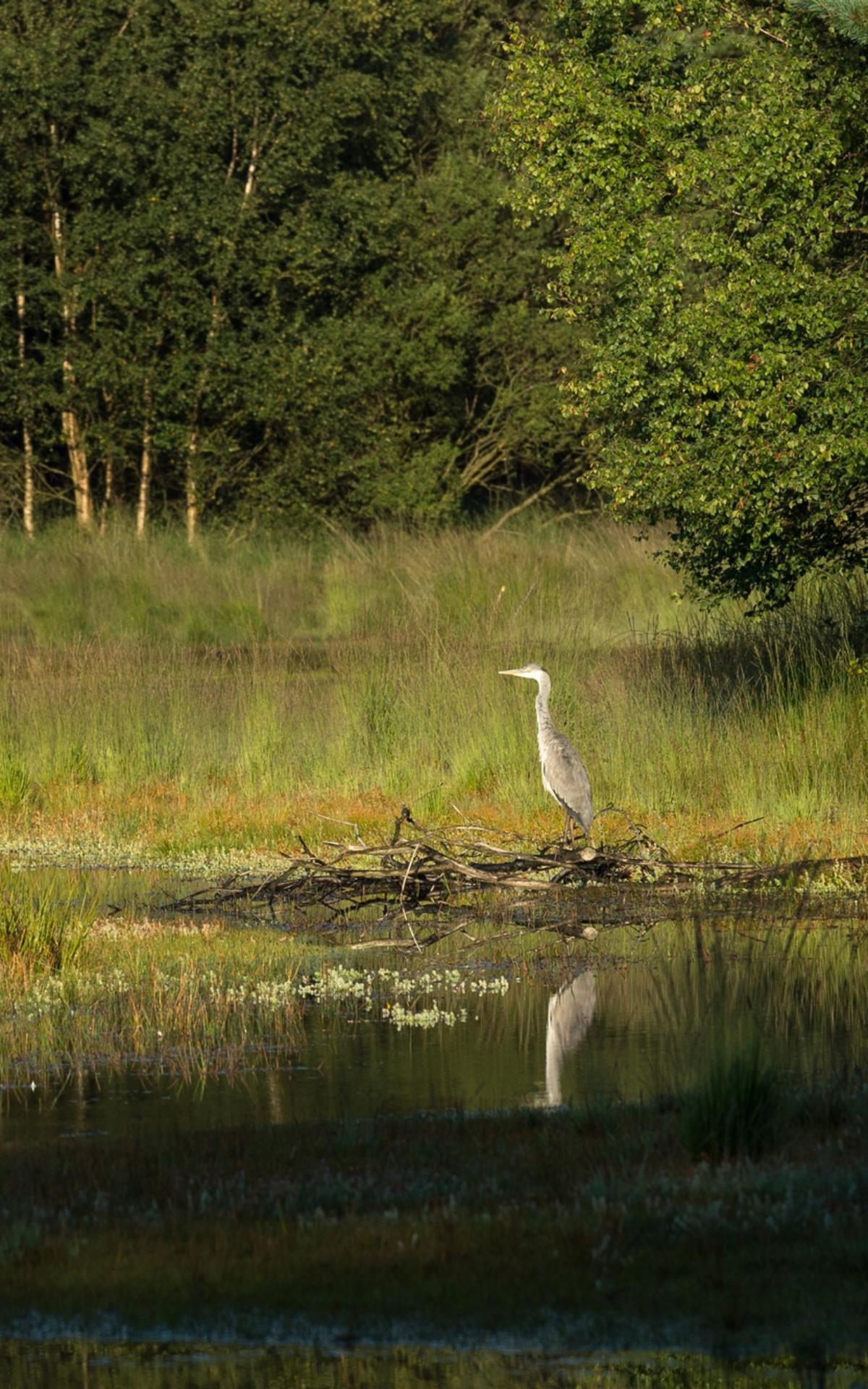 Forêt de Paimpont – Paimpont en Bretagne – Destination Brocéliande