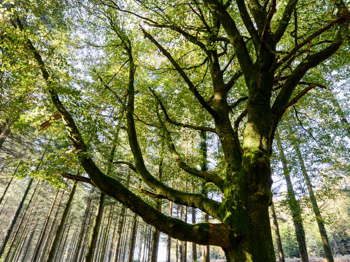 La forêt de Brocéliande au printemps et en été | Destination ...
