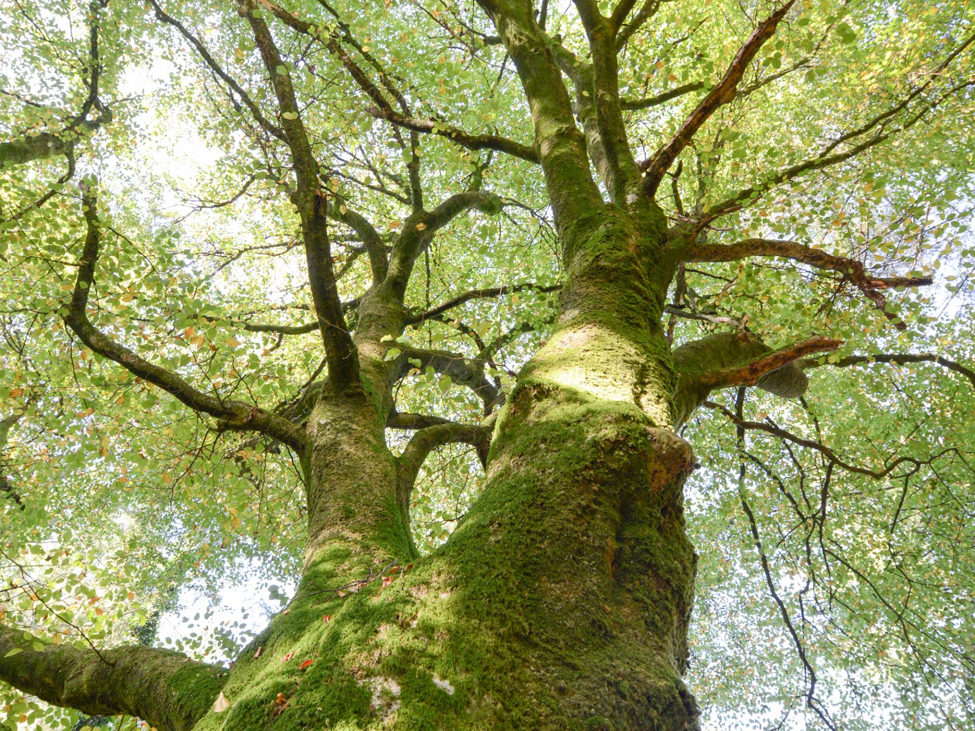 La forêt de Brocéliande au printemps et en été | Destination ...