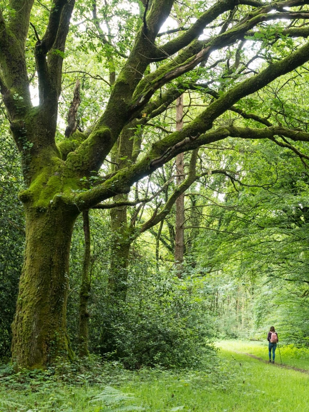 Destination Broceliande : Broceliande forest holidays and tourism