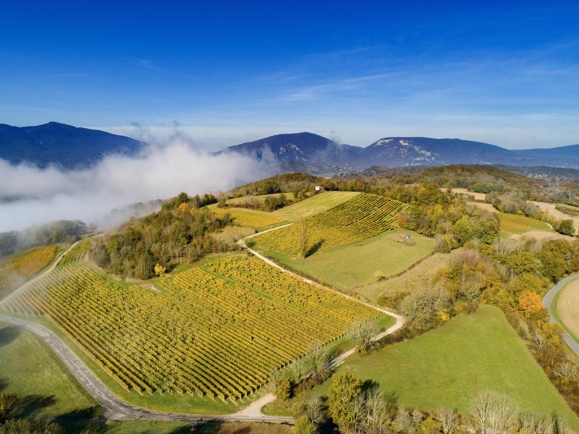 Walks in the vineyards | bugeysud