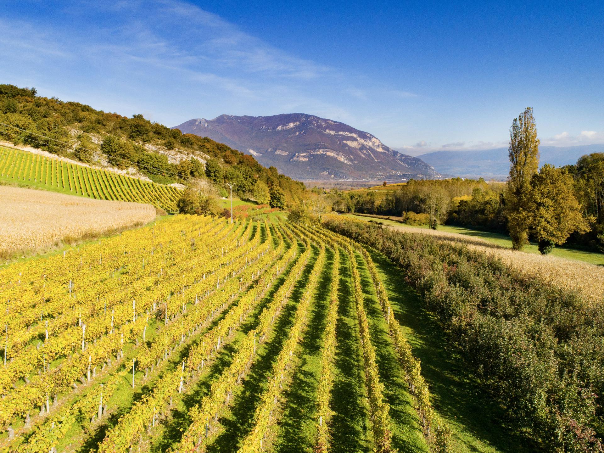 Balades dans les vignes | Office de Tourisme Bugey Sud Grand Colombier