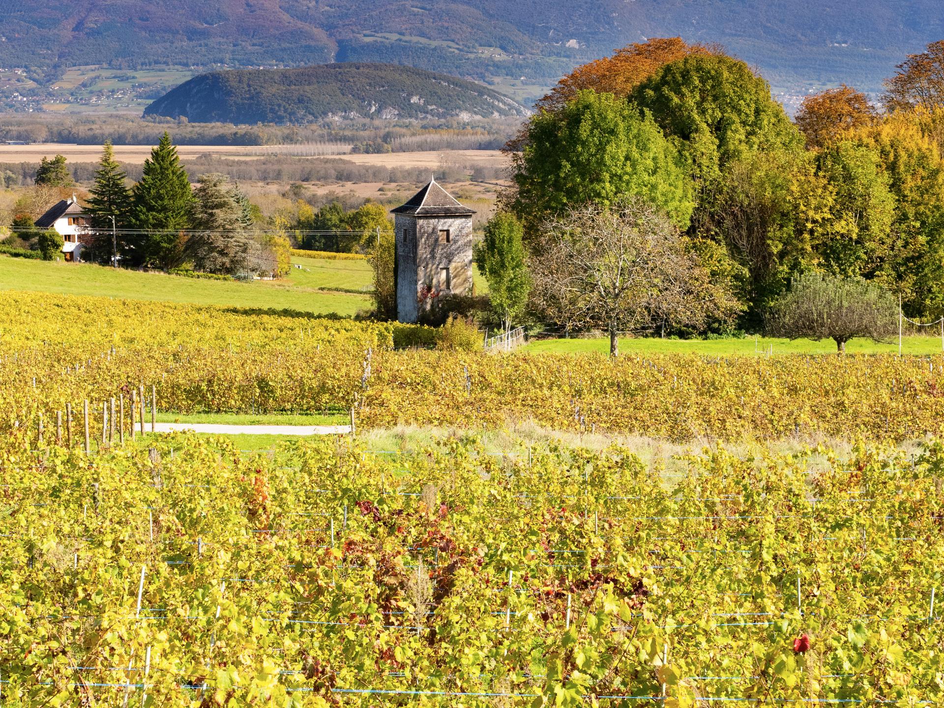 Best vineyard views in Bugey | bugeysud