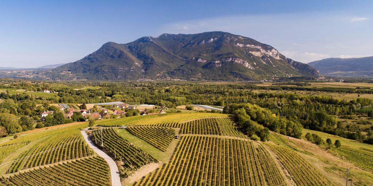 Balades dans les vignes | Office de Tourisme Bugey Sud Grand Colombier