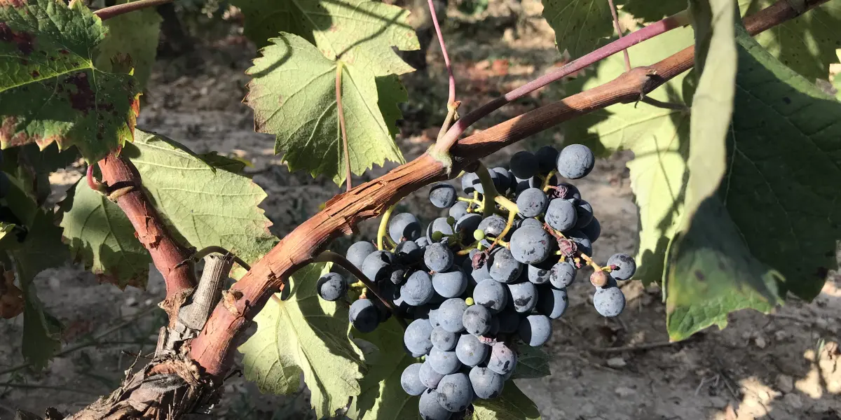 Le vignoble | Cassis Tourisme