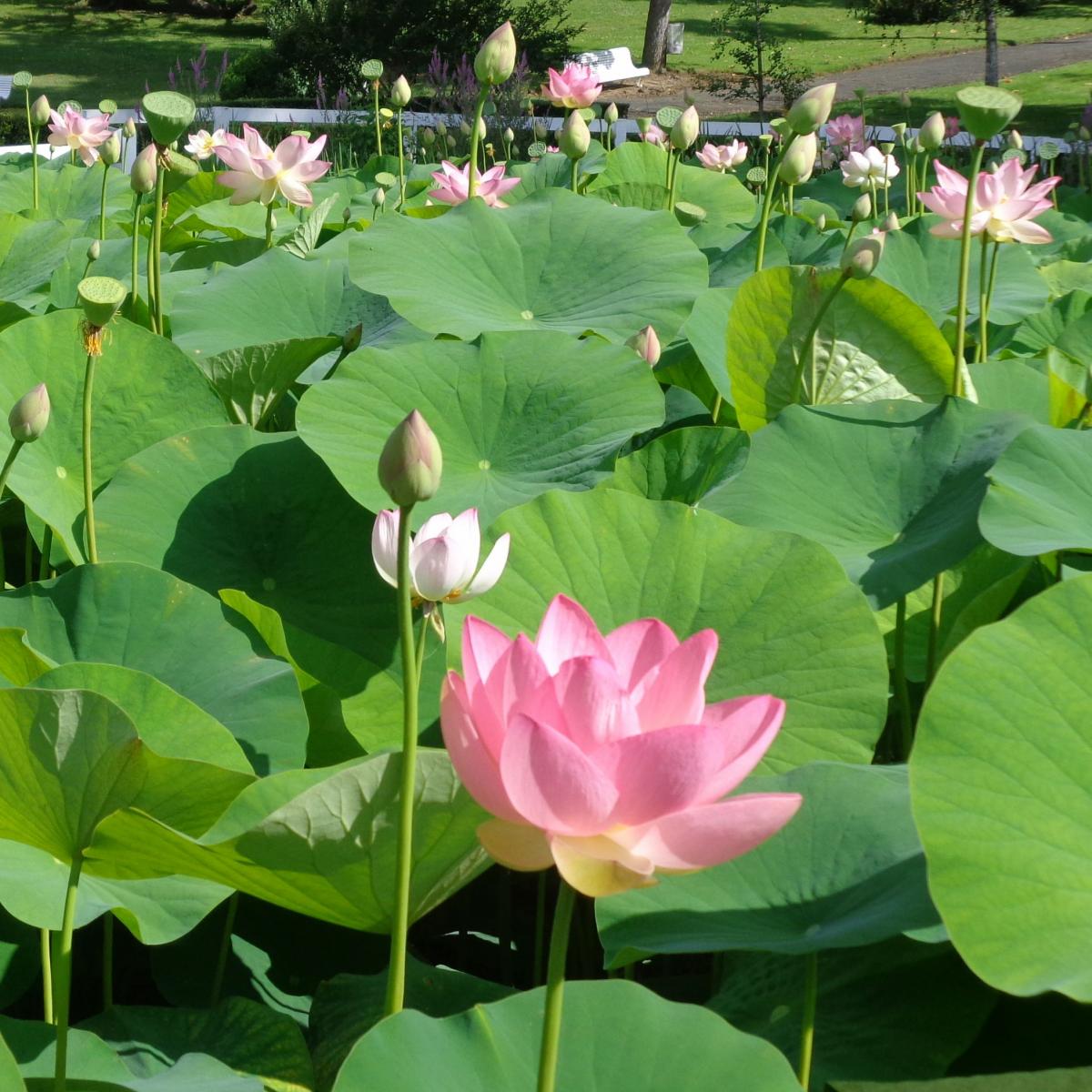 BARBOTAN-LES-THERMES | OFFICE DE TOURISME DE BARBOTAN-LES-THERMES