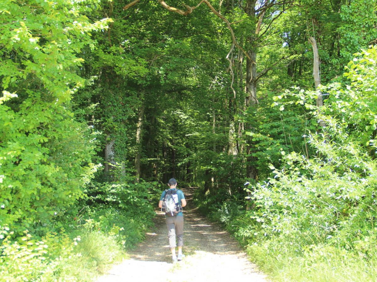 Within the Montagne de Reims Regional Nature Park | Châlons-en ...