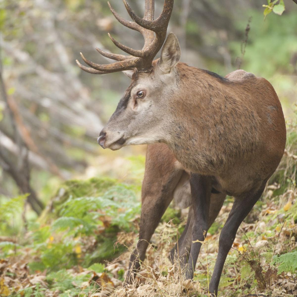Le Brame du cerf en Chartreuse | Site Officiel de la Chartreuse en ...