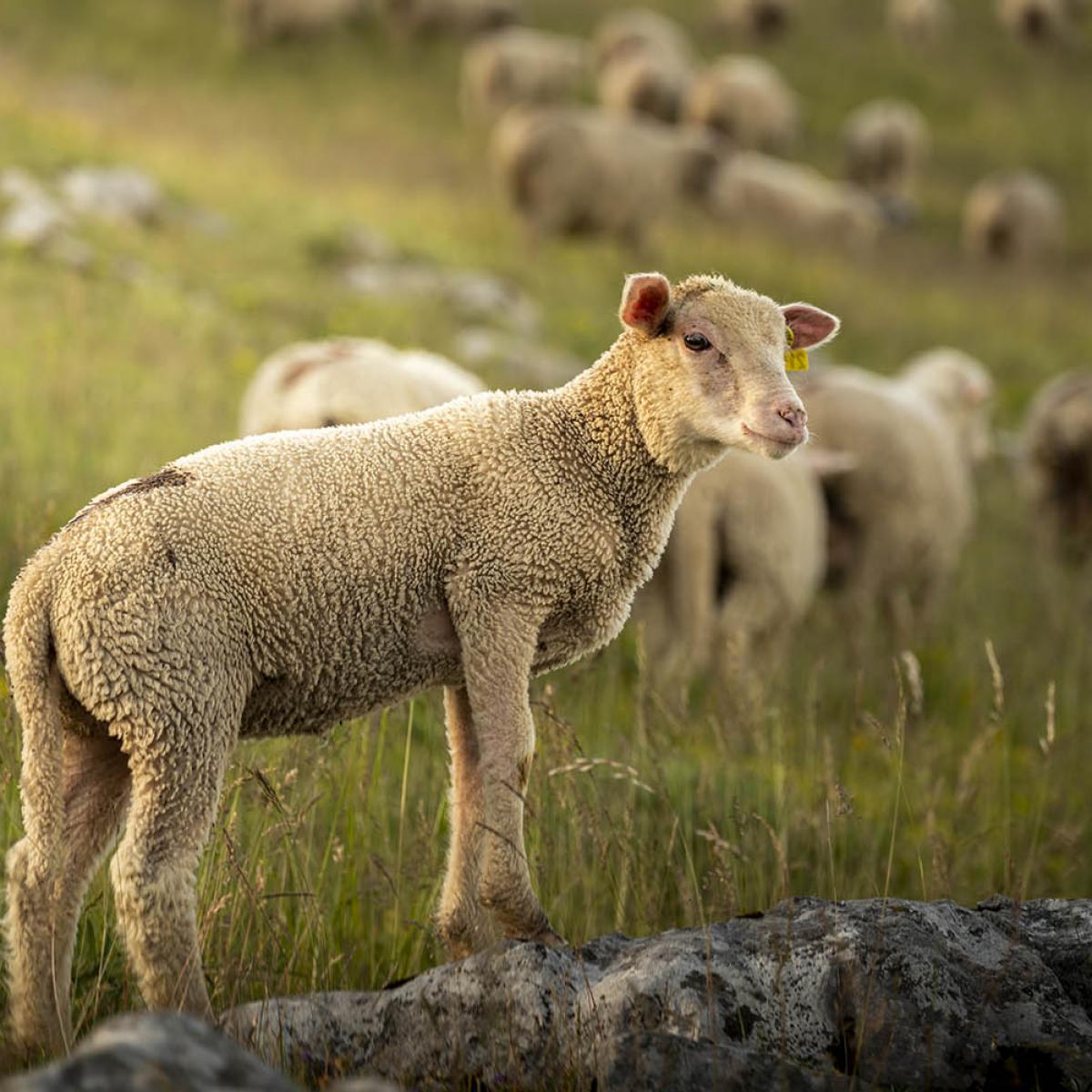 Patous et chiens de protection : nos conseils aux randonneurs | Site ...