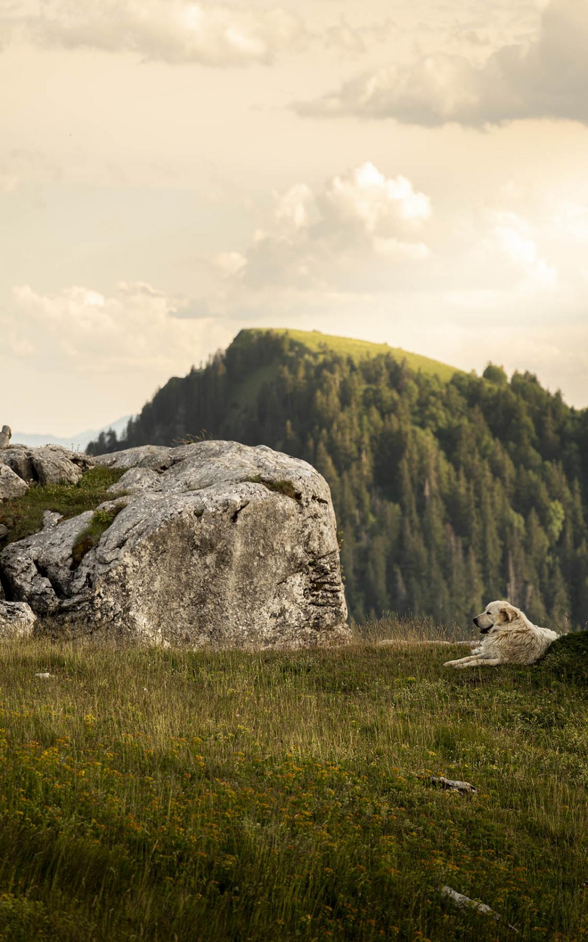 Patous et chiens de protection : nos conseils aux randonneurs | Site ...