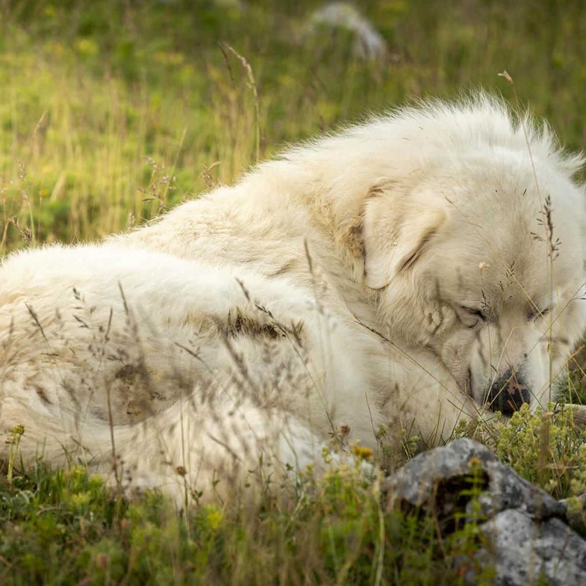 Patous et chiens de protection : nos conseils aux randonneurs | Site ...