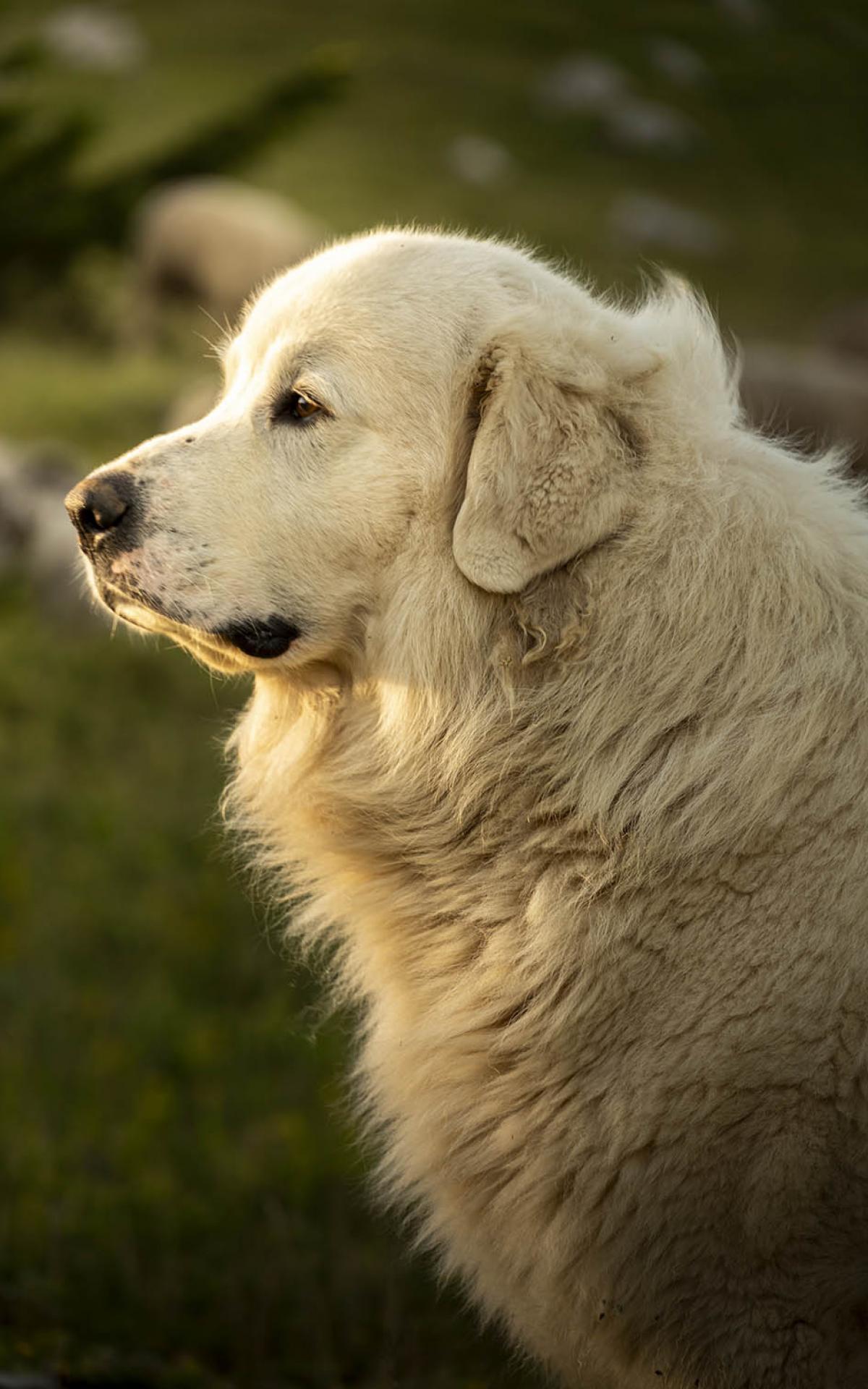 Patous et chiens de protection : nos conseils aux randonneurs | Site ...