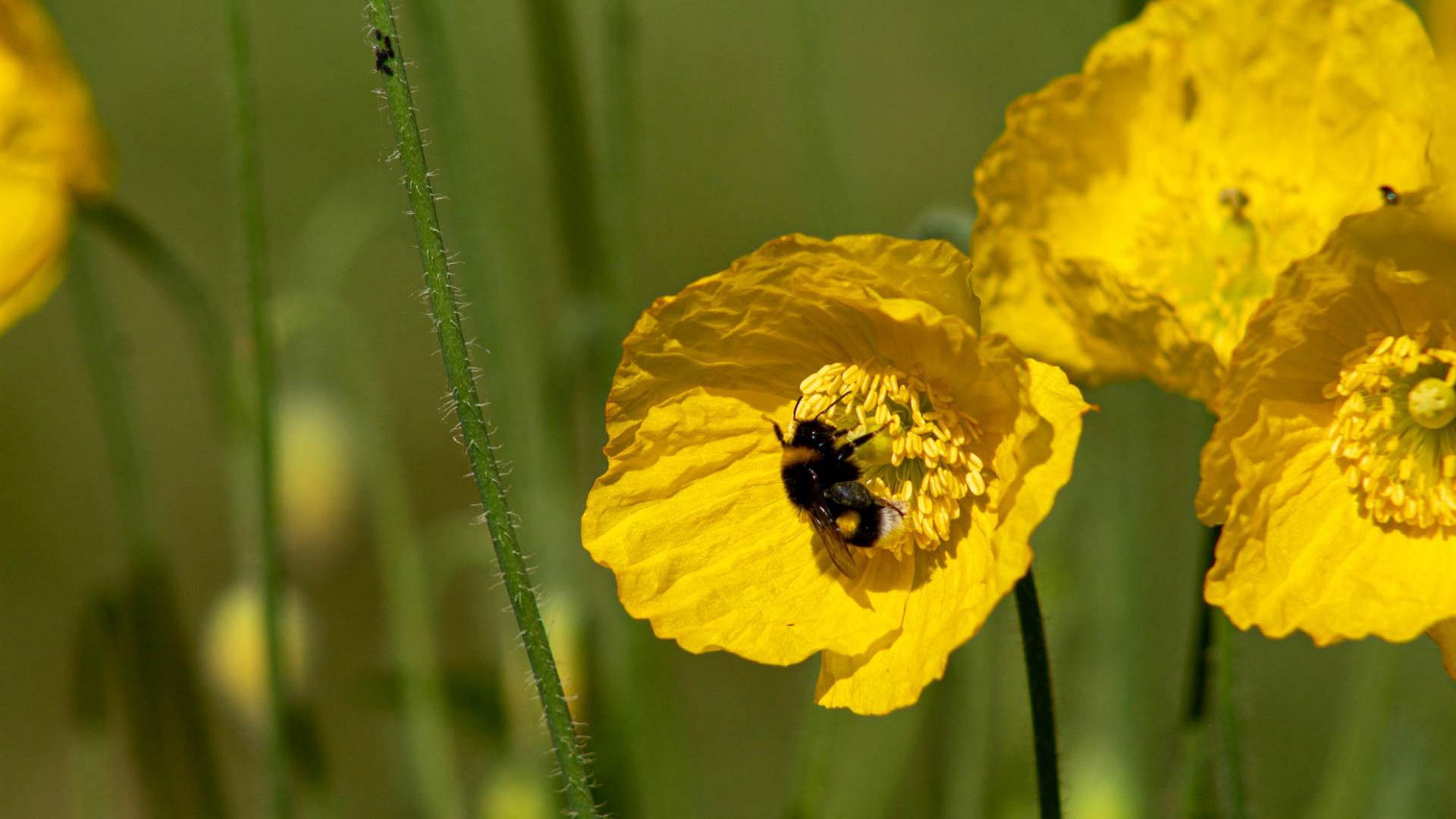 Flemish symbols | coeurdeflandre