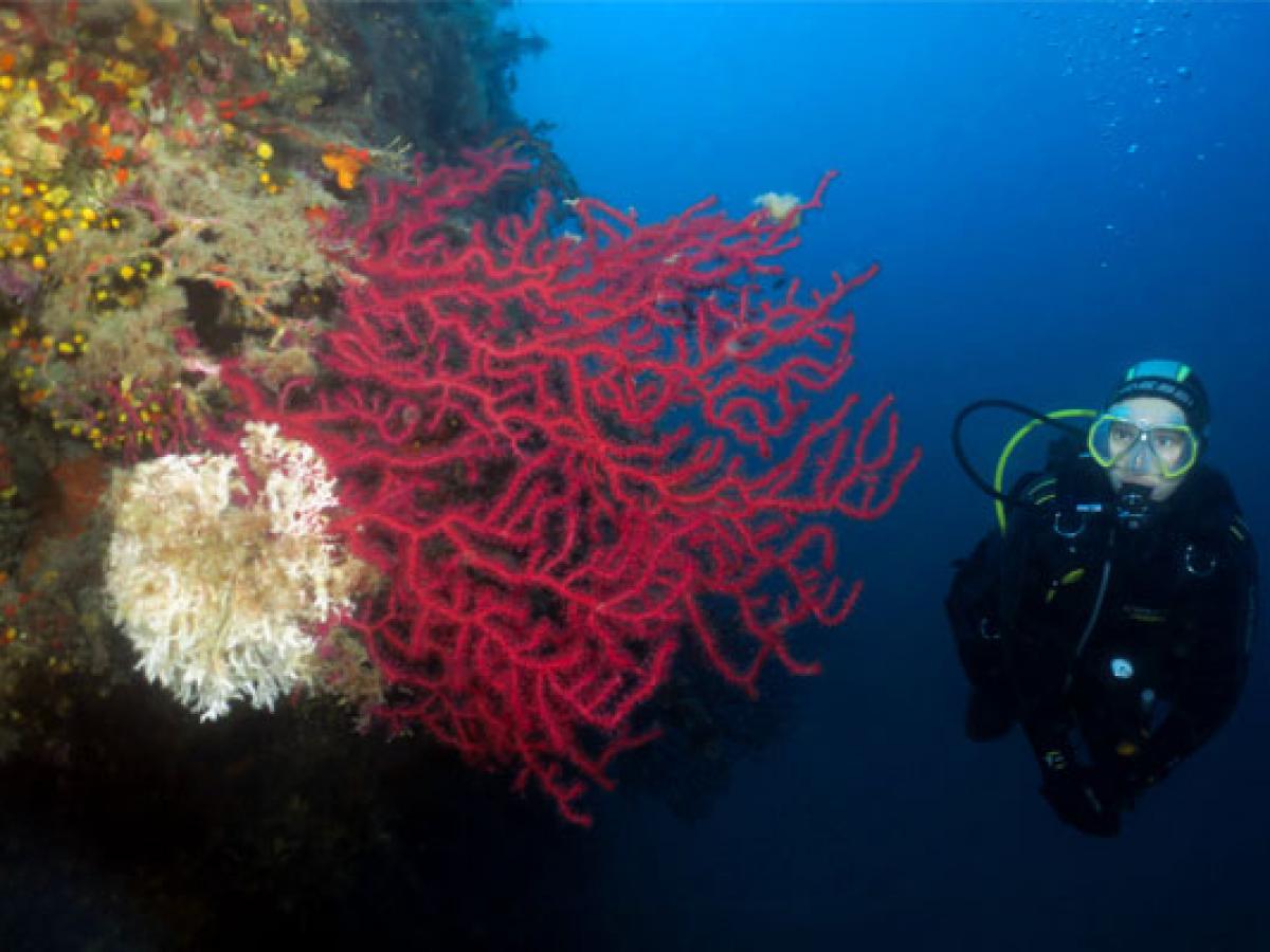 5 reasons to go scuba diving in the French Riviera