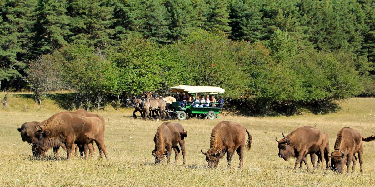 Meet the bison in the Monts d’Azur reservation | Thorenc