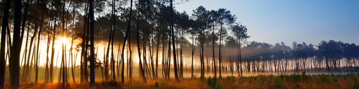 La Forêt landaise | Côte Landes Nature Tourisme
