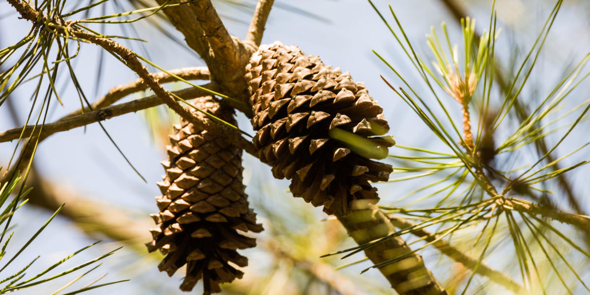 La Forêt landaise | Côte Landes Nature Tourisme
