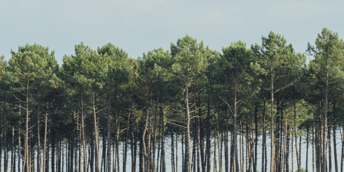 La Forêt landaise | Côte Landes Nature Tourisme