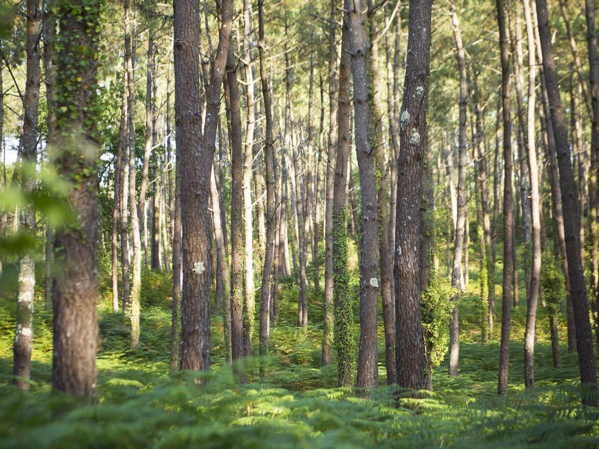 Linxe Landes cerca de Saint Girons plage | Oficina de Turismo Lit-et-Mixe