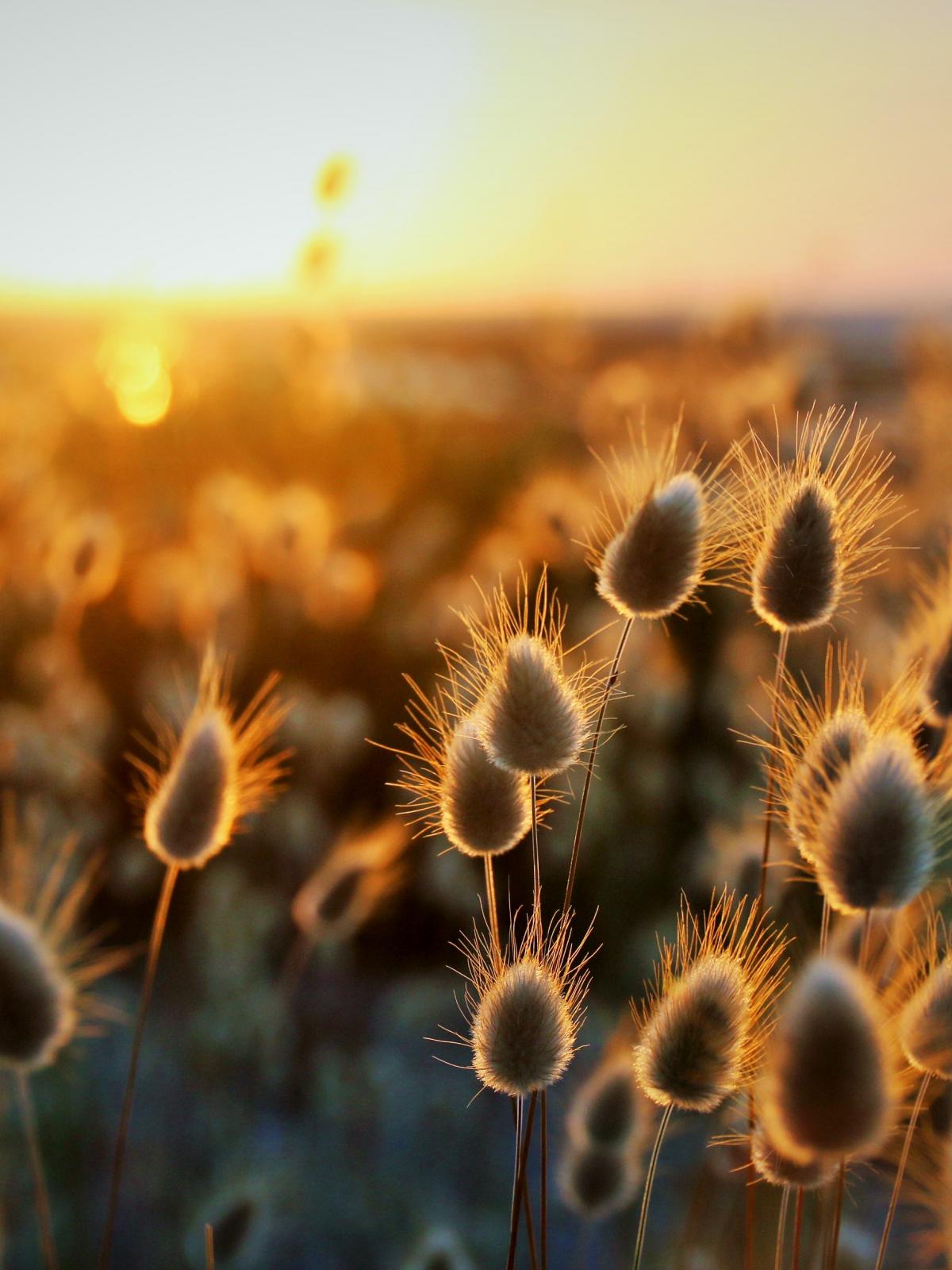Léon Landes près de Moliets | Office de Tourisme à Léon