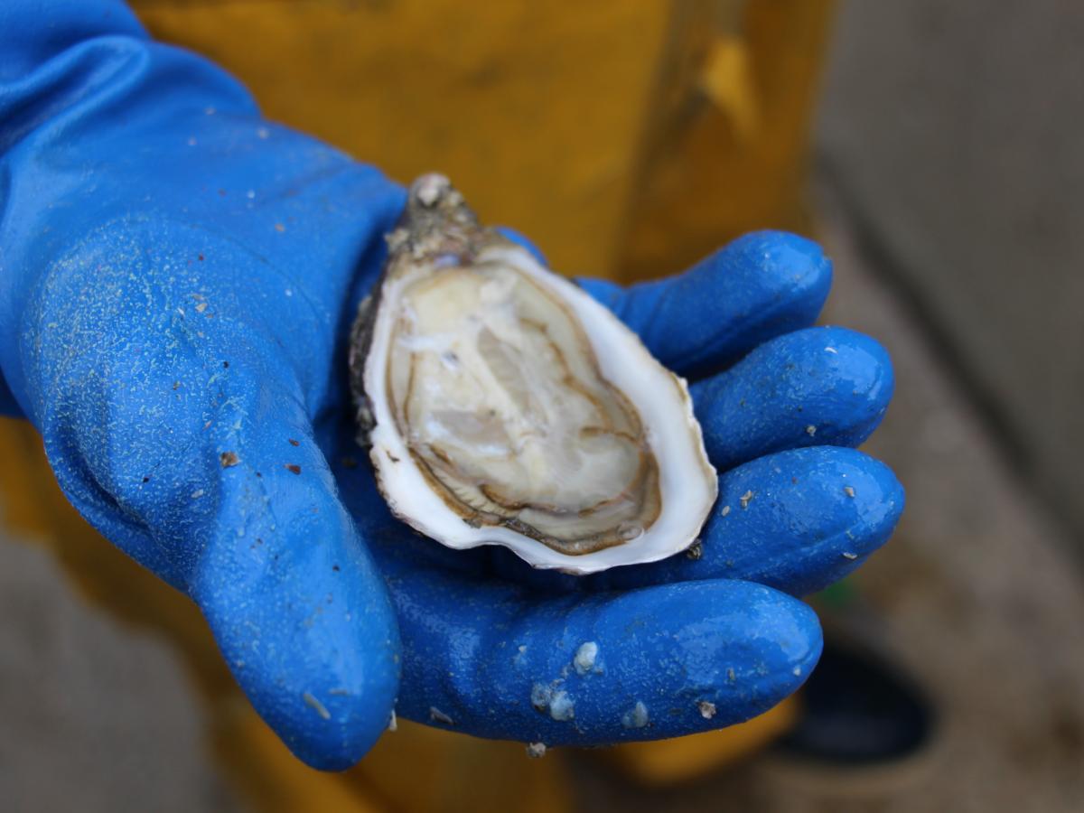 Huitres et produits de la mer | Coutances Tourisme : Organisez vos ...