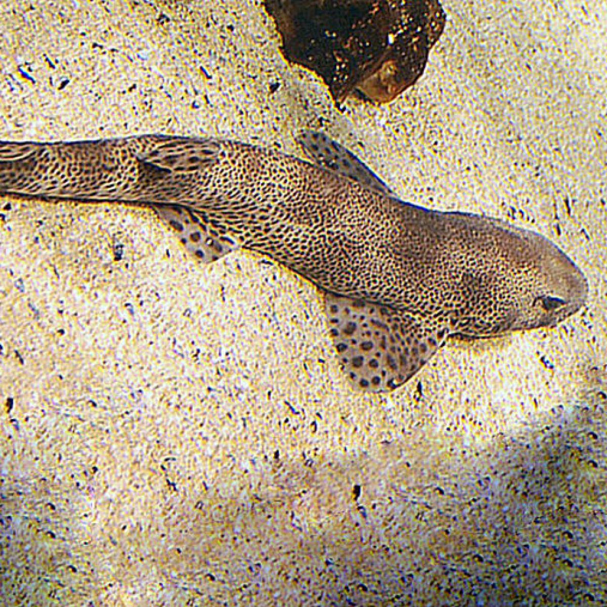 Les espèces ambassadrices de notre estran | Coutances Tourisme ...