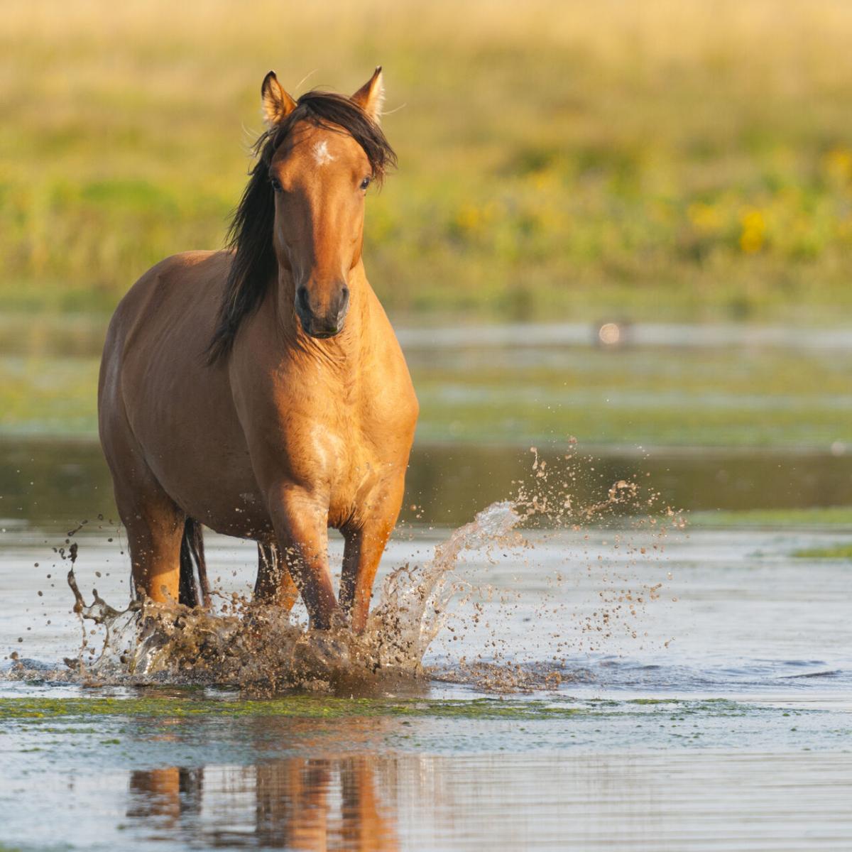 Pristine areas of natural beauty: 5 regional natural parks in Hauts-de ...