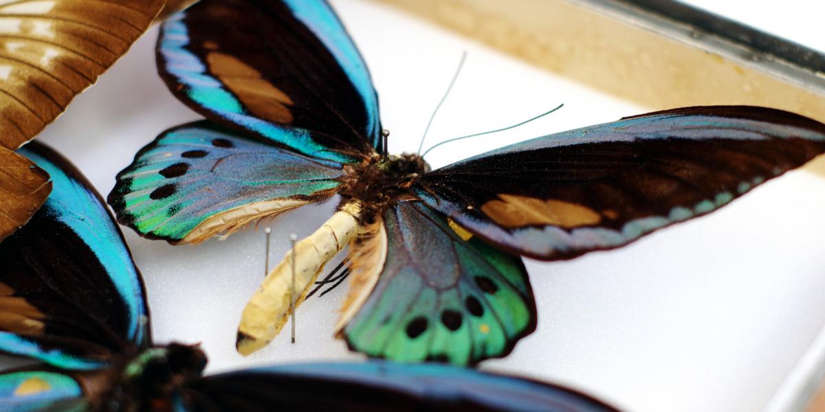 Flit around the Butterfly Museum | Hauts-de-France Tourism – Official ...