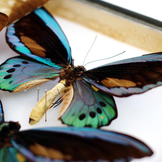 Flit around the Butterfly Museum | Hauts-de-France Tourism – Official ...