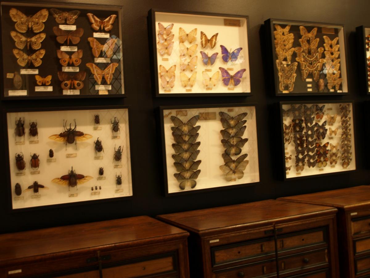 Flit around the Butterfly Museum | Hauts-de-France Tourism – Official ...