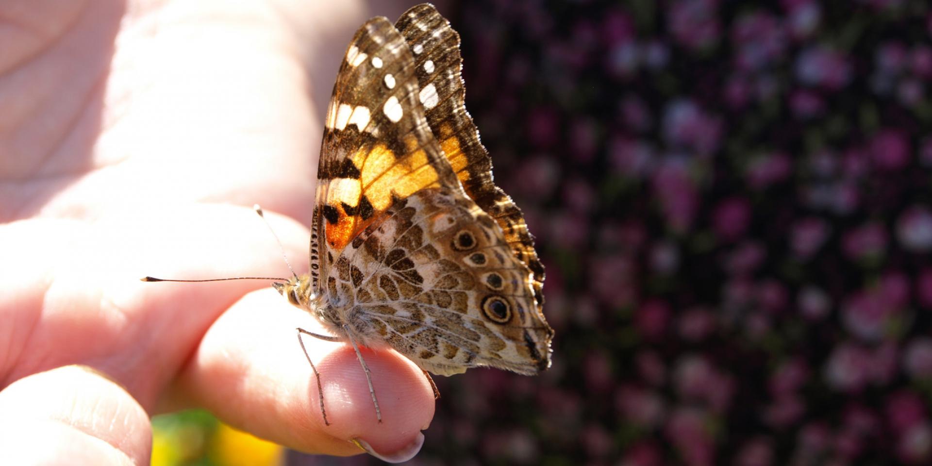 Flit around the Butterfly Museum | Hauts-de-France Tourism – Official ...