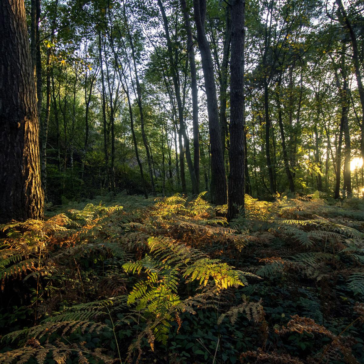 Die 5 regionalen Naturparks | Offizielle Website des regionalen ...