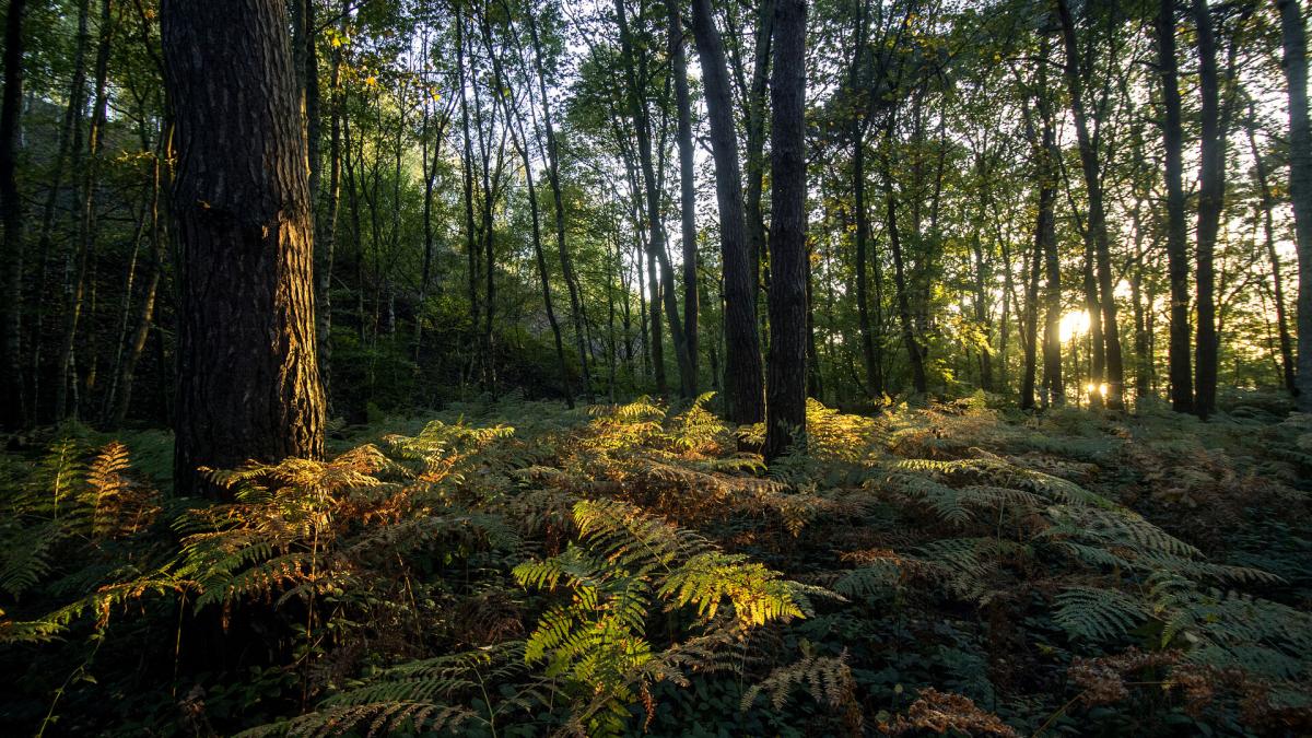 L’Orée de la Forêt à Etouy (Étouy) | Site officiel Hauts-de-France Tourisme