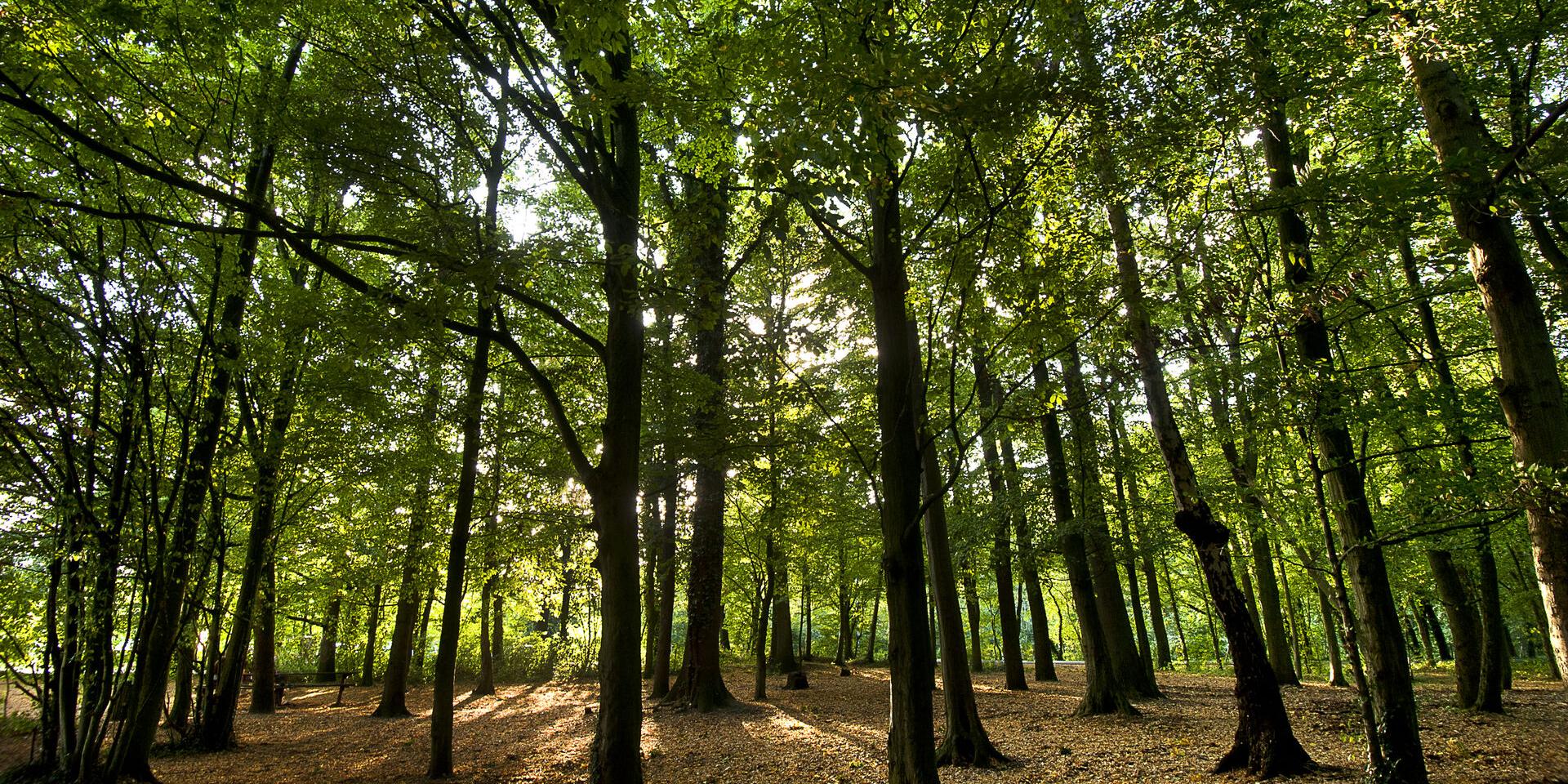 10 forests to get some fresh air in Hauts-de-France | Hauts-de-France ... 10 forests to get some fresh air in Hauts-de-France | Hauts-de-France ...