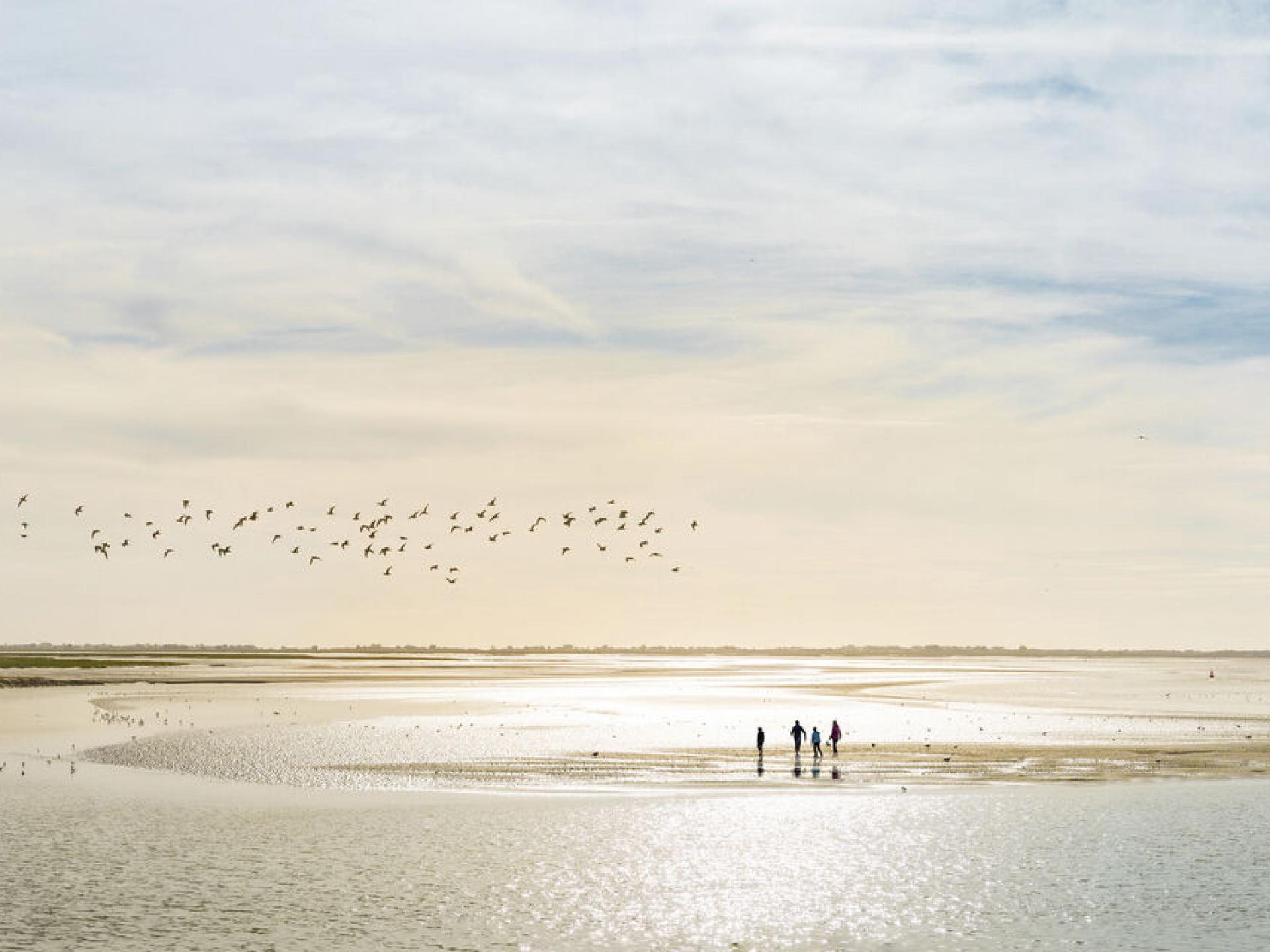 Walk across the Bay of Somme | Hauts-de-France Tourism – Official Website
