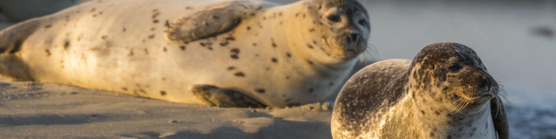 Fort Mahon: Ausflug auf einem Katamaran unter Teenagern | Offizielle ...