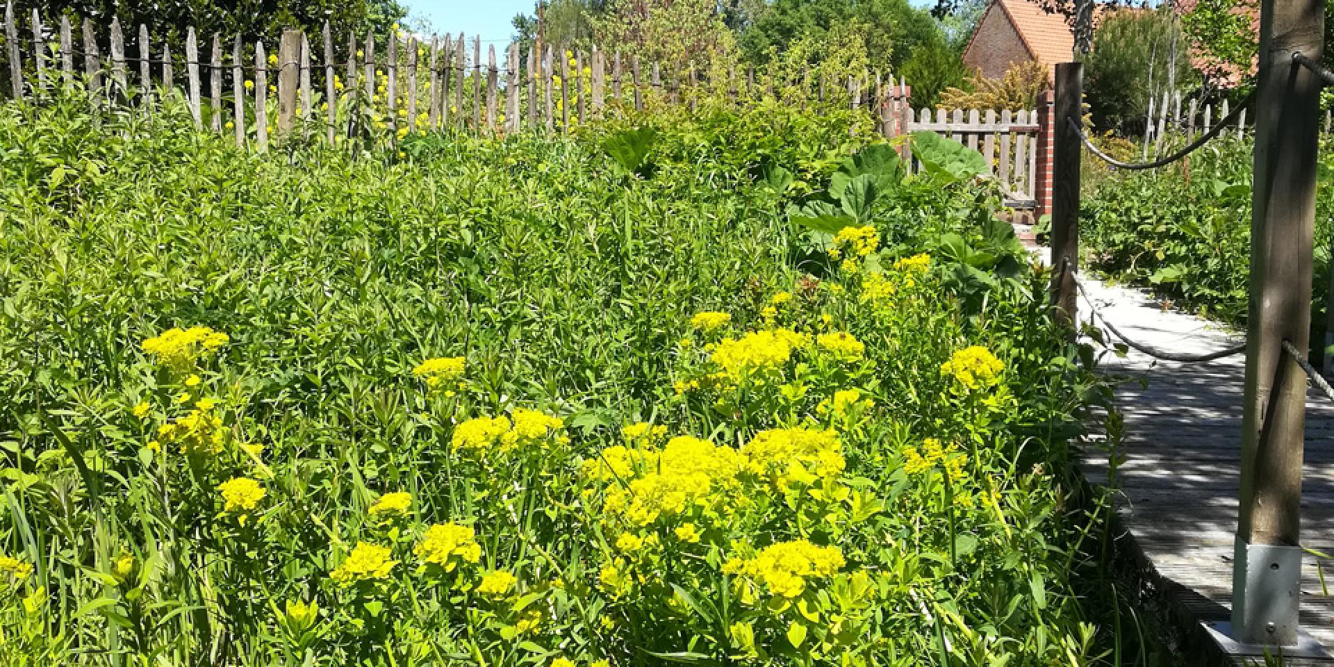 Ces jardins médicinaux qui soignent et instruisent | Site officiel ...