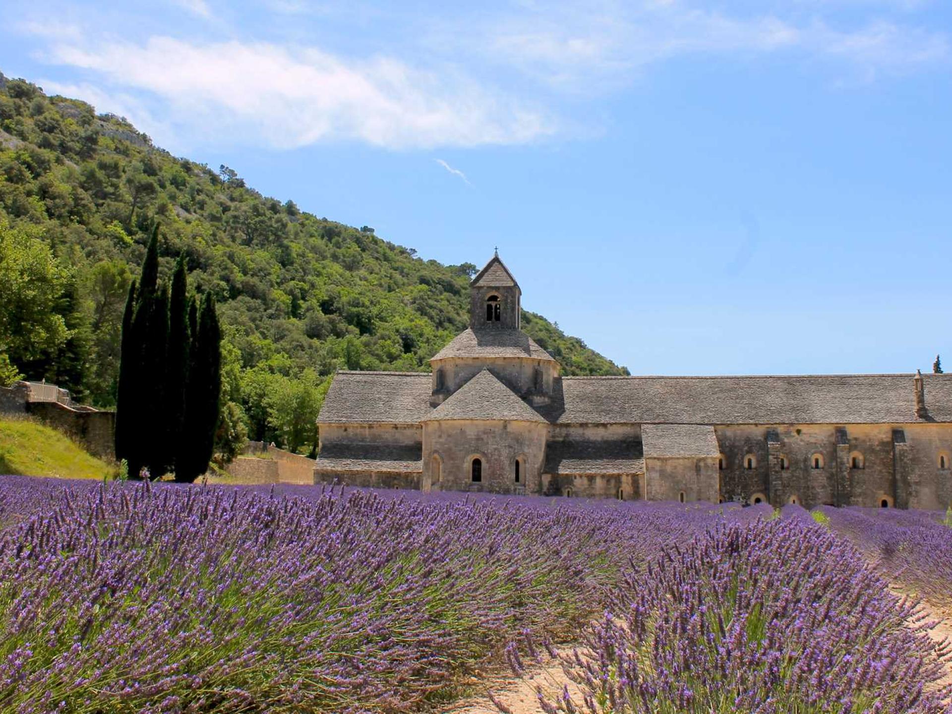 6 spots to admire french lavender fields in bloom | Provence-Alpes-Côte ...