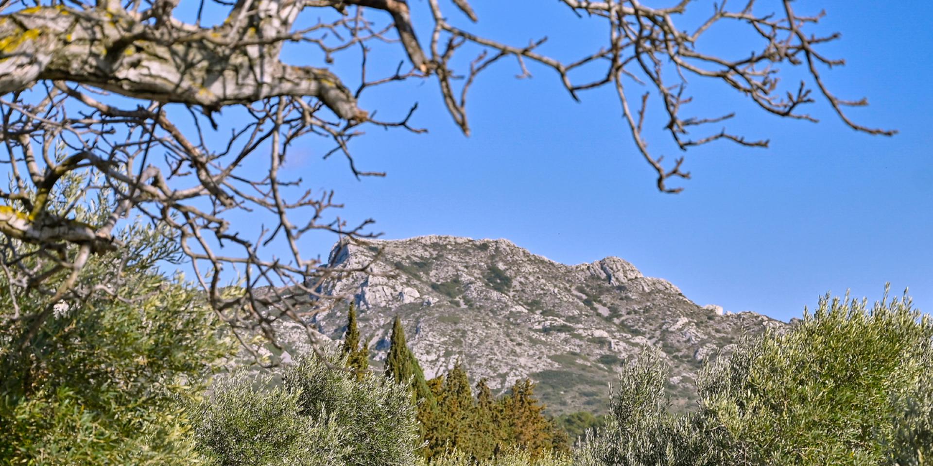 Discover Provence: The best guide to the Alpilles region
