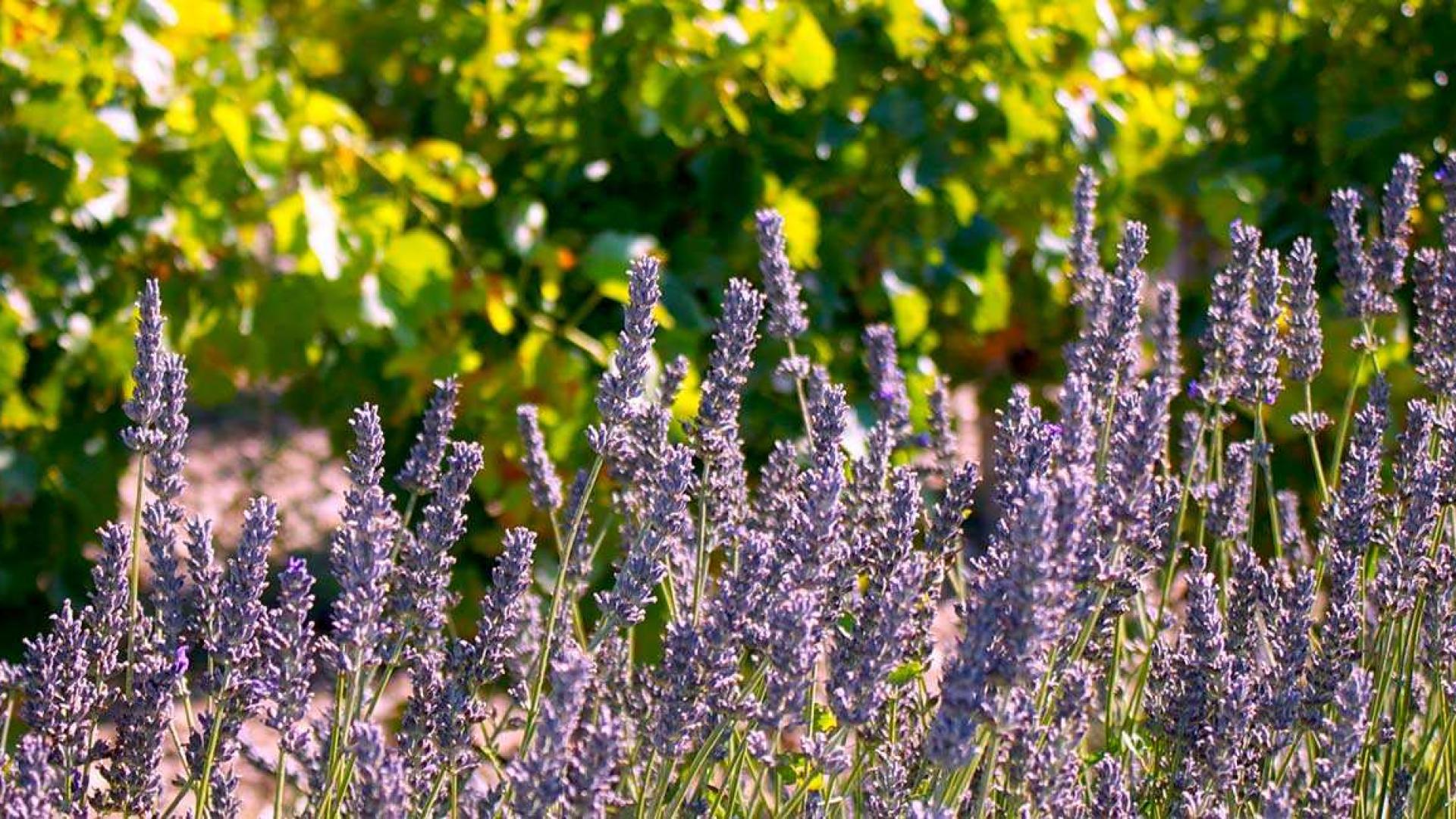 The best urban escapes in Provence-Alpes-Côte d'Azur Tourism