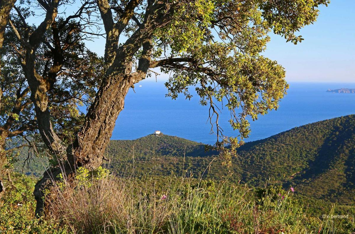 Collobrières (83) : tourisme et activités | Provence-Alpes-Côte d'Azur ...