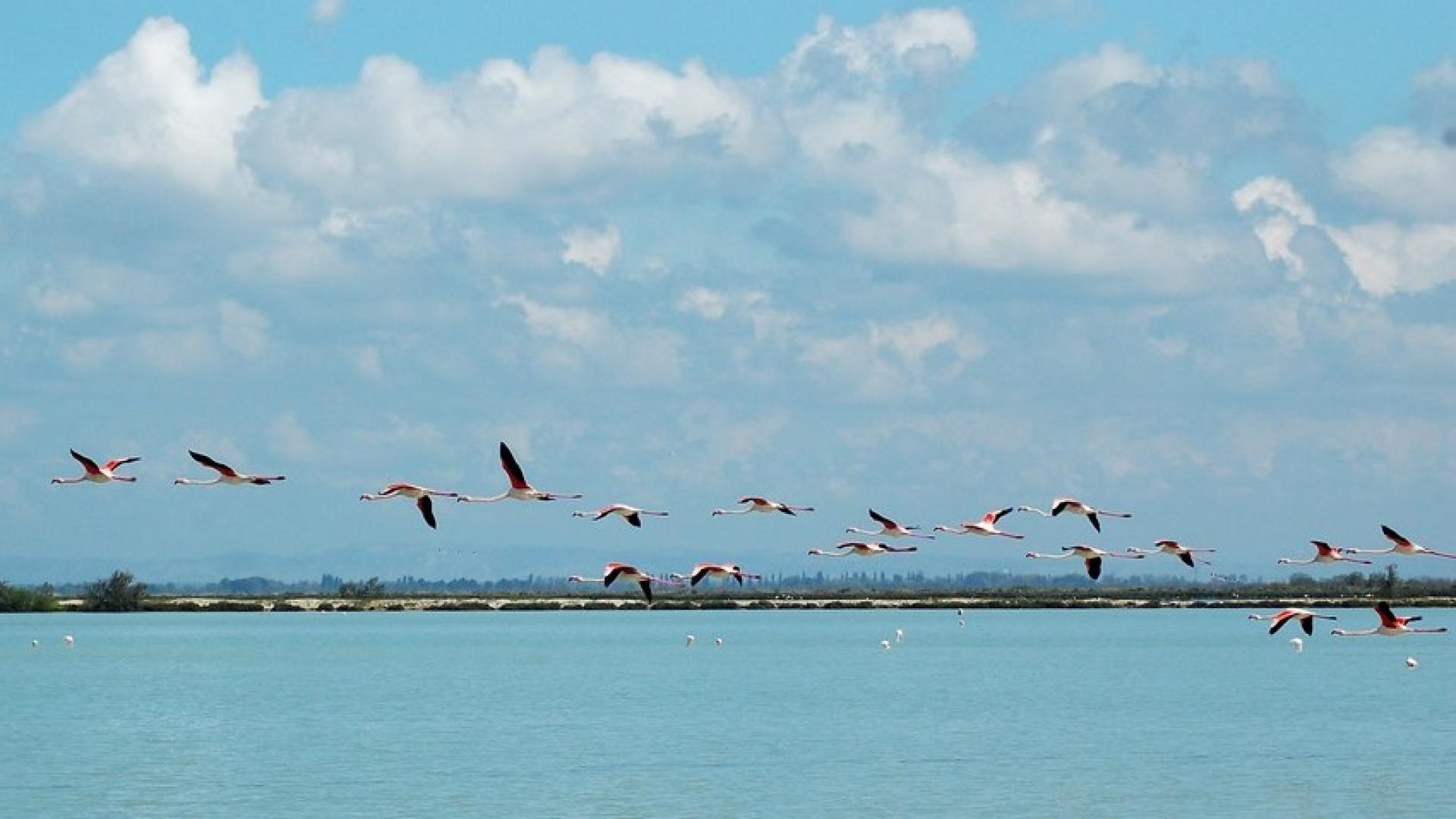 Take a road trip in the Camargue: our picks for the best places to go