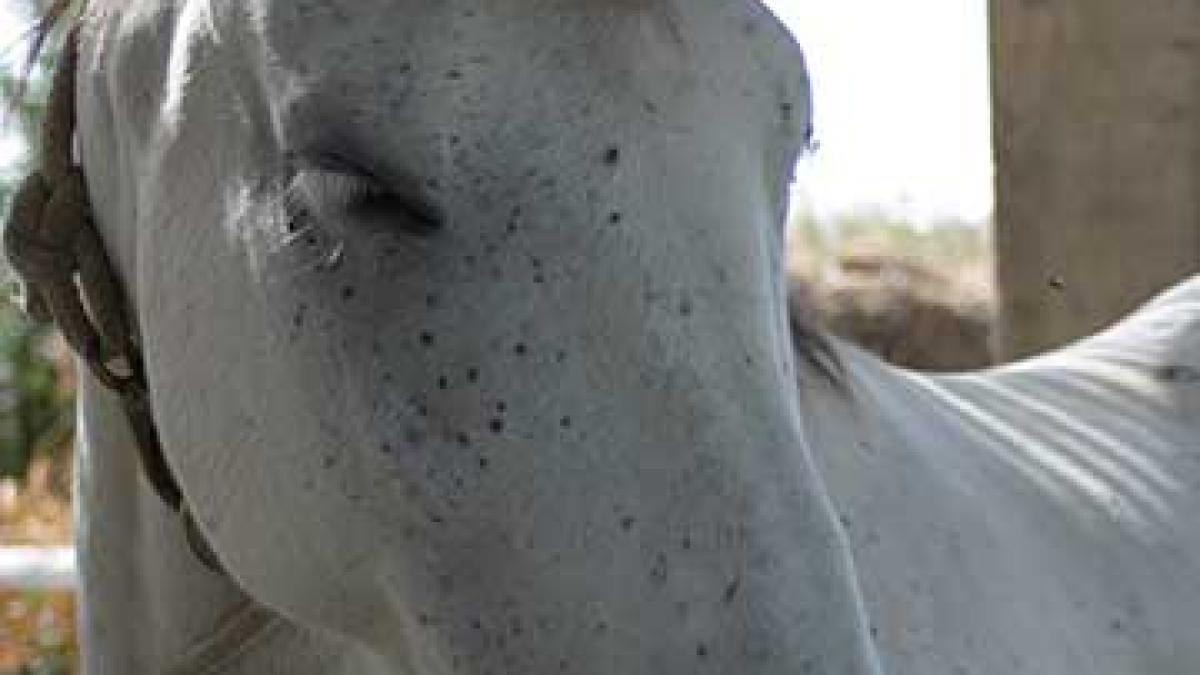 The ViaRhôna: An 815 km Bike Route from Lake Geneva to the Sea