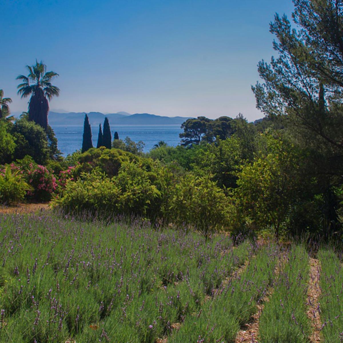 6 spots to admire french lavender fields in bloom | Provence-Alpes-Côte ...
