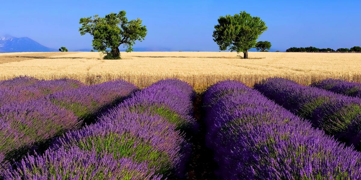 Nature in Provence: A region rich in natural treasures