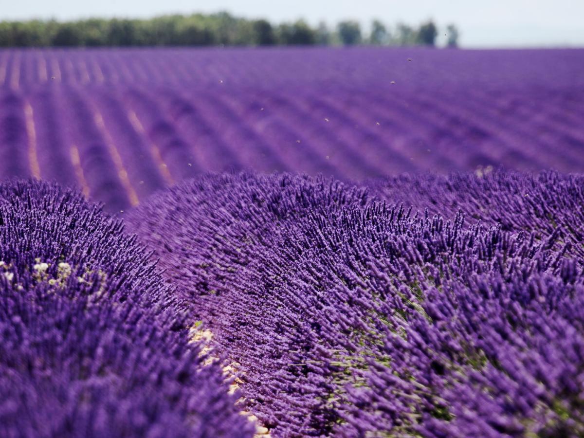 Les plantes aromatiques | Provence-Alpes-Côte d'Azur Tourisme