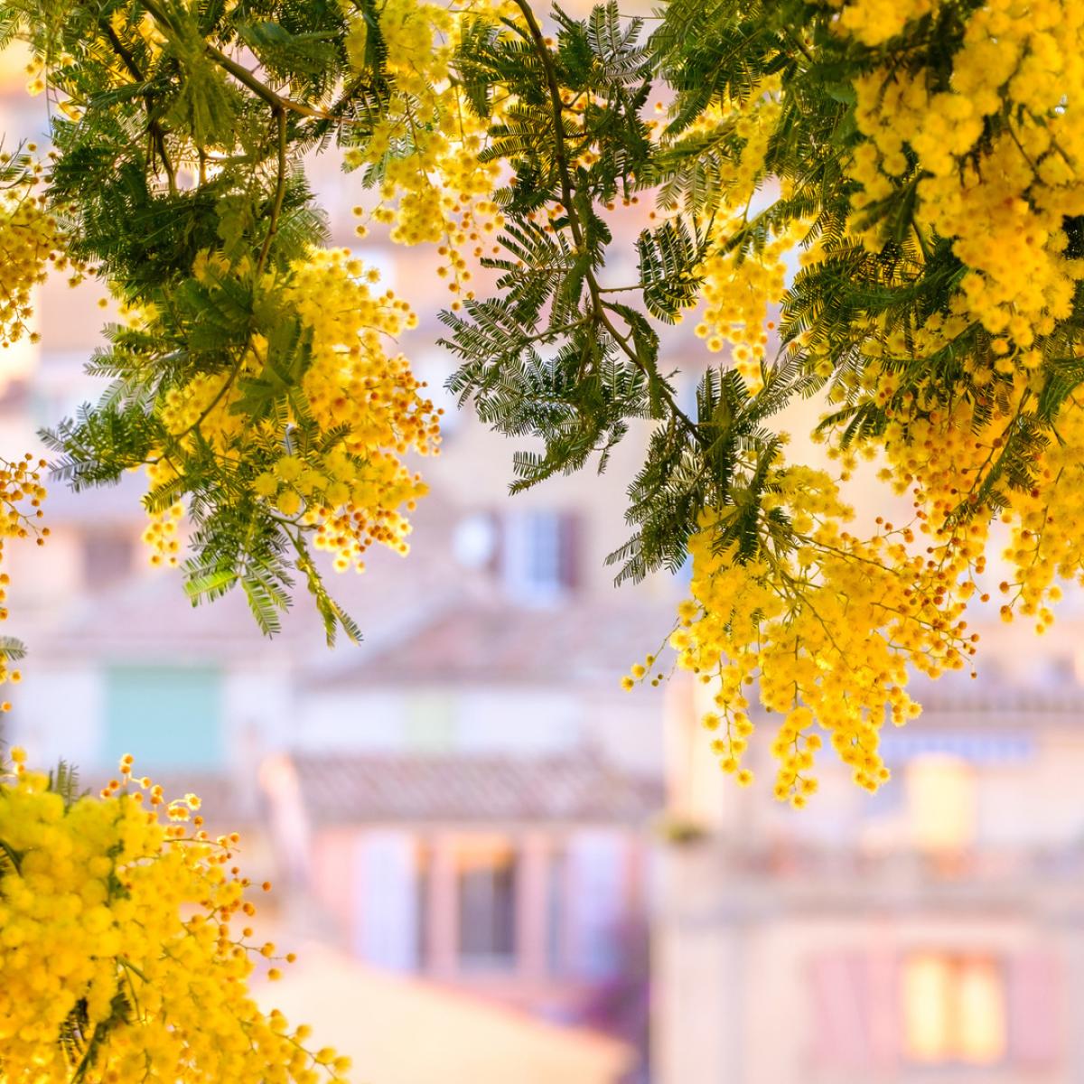 Everyhting you need to know aboout mimosa in theSouth | Provence-Alpes ...